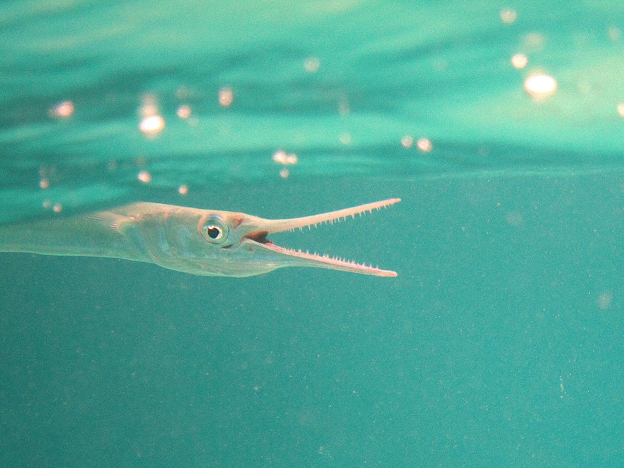 Fishing: Needled | Hobie